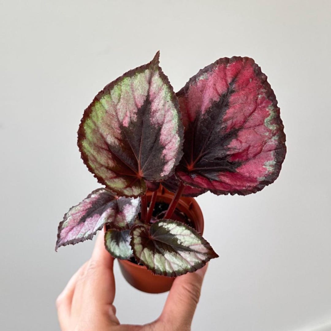 Begonia Rex ‘red Heart’ 2” #579 - Etsy