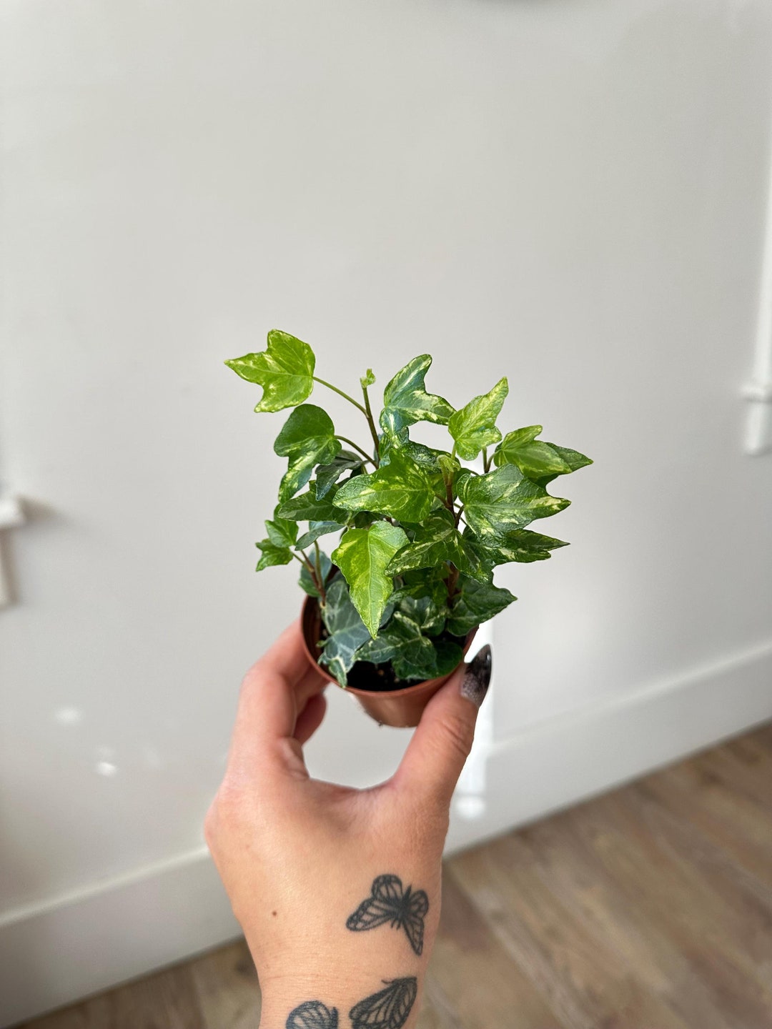 Golden English Ivy Hedera Helix Kolibri 2 554 - Etsy