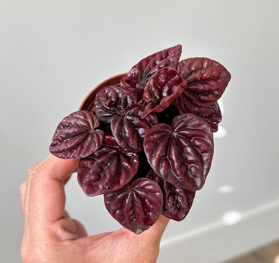 Peperomia Caperata emerald Red Ripple 2 606 - Etsy