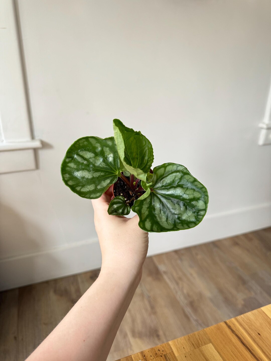 Ecuador Peperomia 2” #821 - Etsy