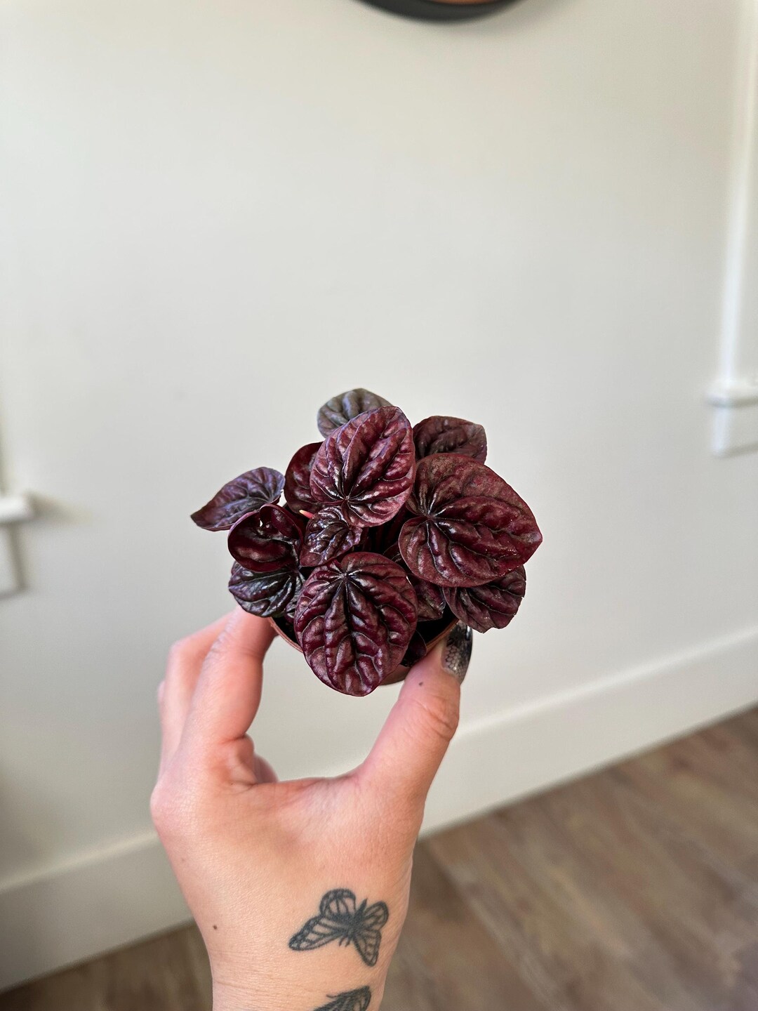 Peperomia Caperata ‘emerald Red Ripple’ 2” #529 - Etsy