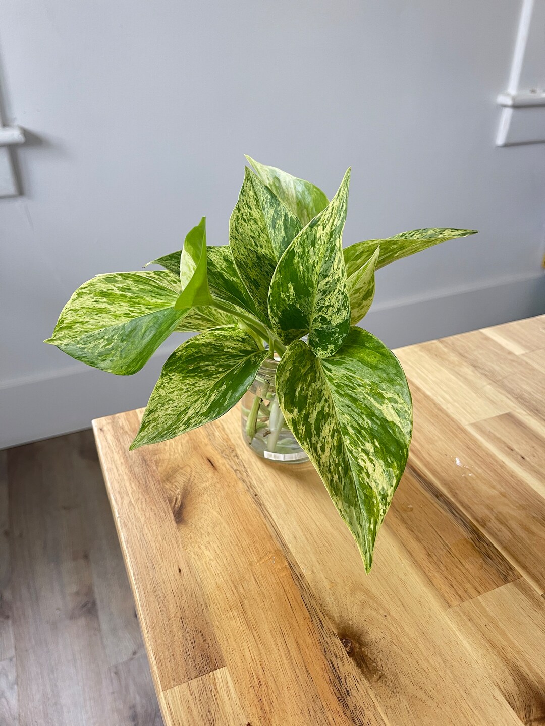 Marble Queen Pothos Cutting - Etsy
