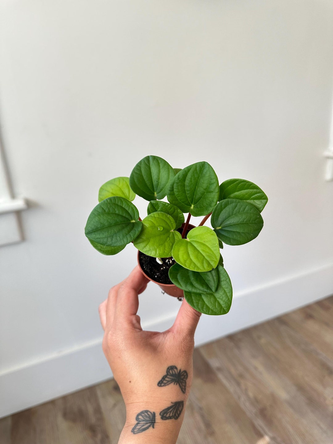 Peperomia rana Verde 2 A754 - Etsy