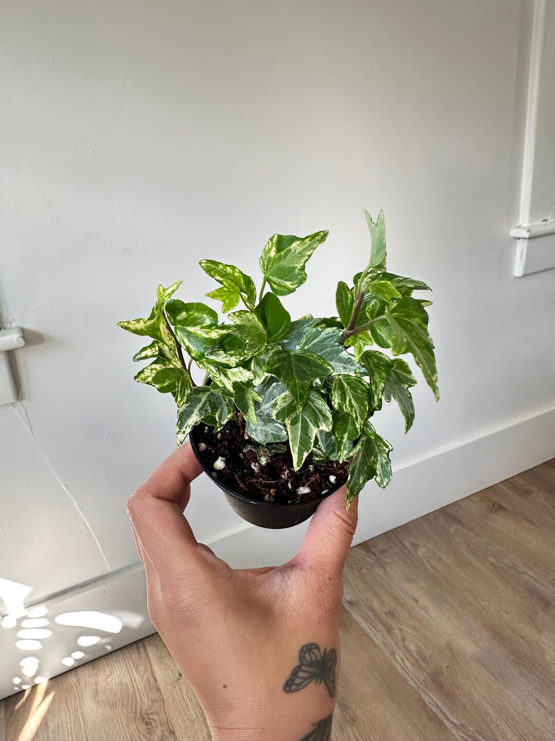 Golden English Ivy Hedera Helix Kolibri 3” #234 - Etsy