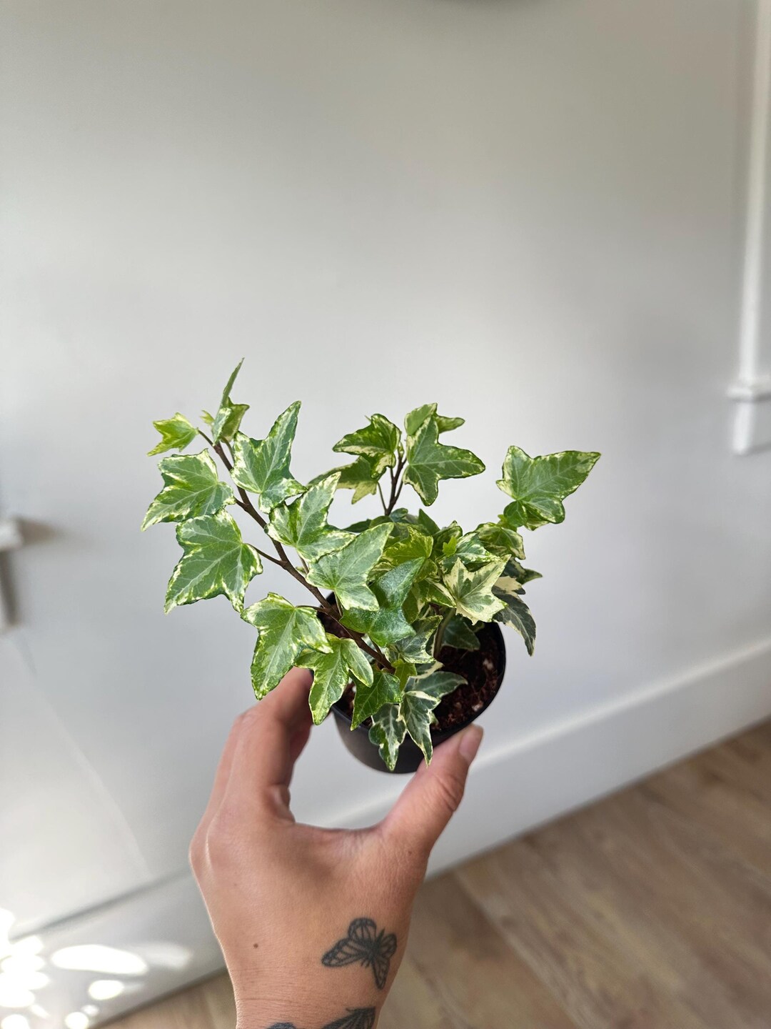 Golden English Ivy Hedera Helix Kolibri 3 232 - Etsy