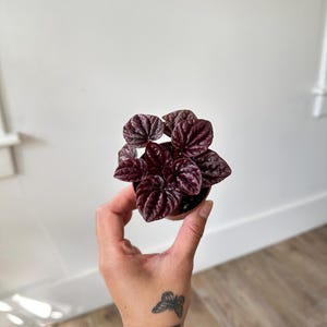 Peperomia Caperata emerald Red Ripple 2 A730 - Etsy