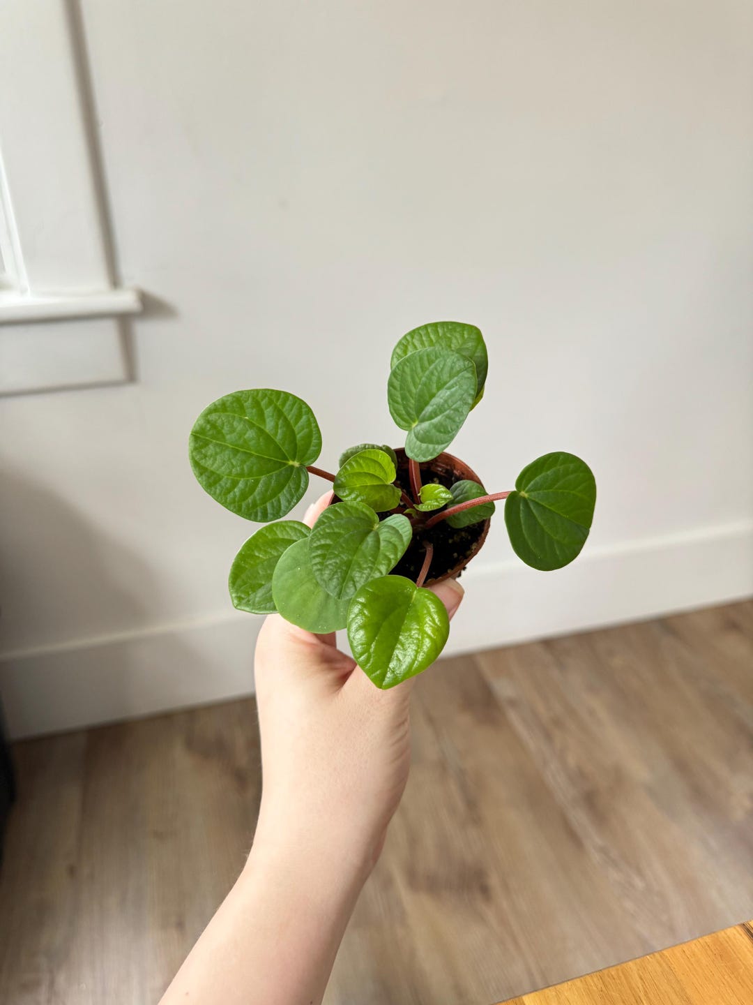 Peperomia ’rana Verde’ 2” #806 - Etsy