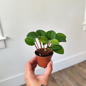 Peperomia rana Verde 2 A754 - Etsy