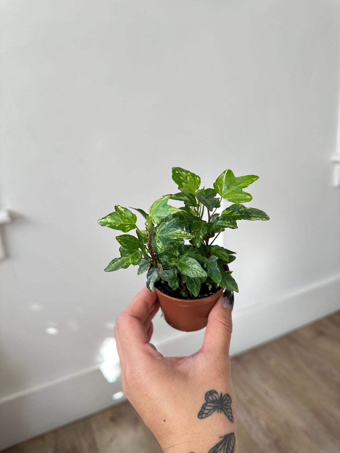 Golden English Ivy Hedera Helix Kolibri 2” #555 - Etsy