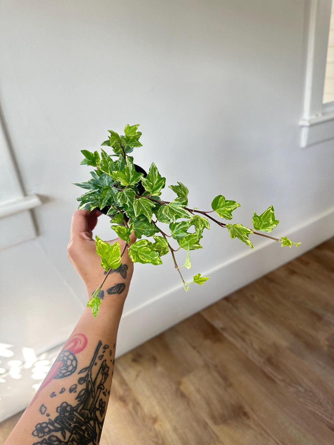 Golden English Ivy Hedera Helix Kolibri 3 231 - Etsy