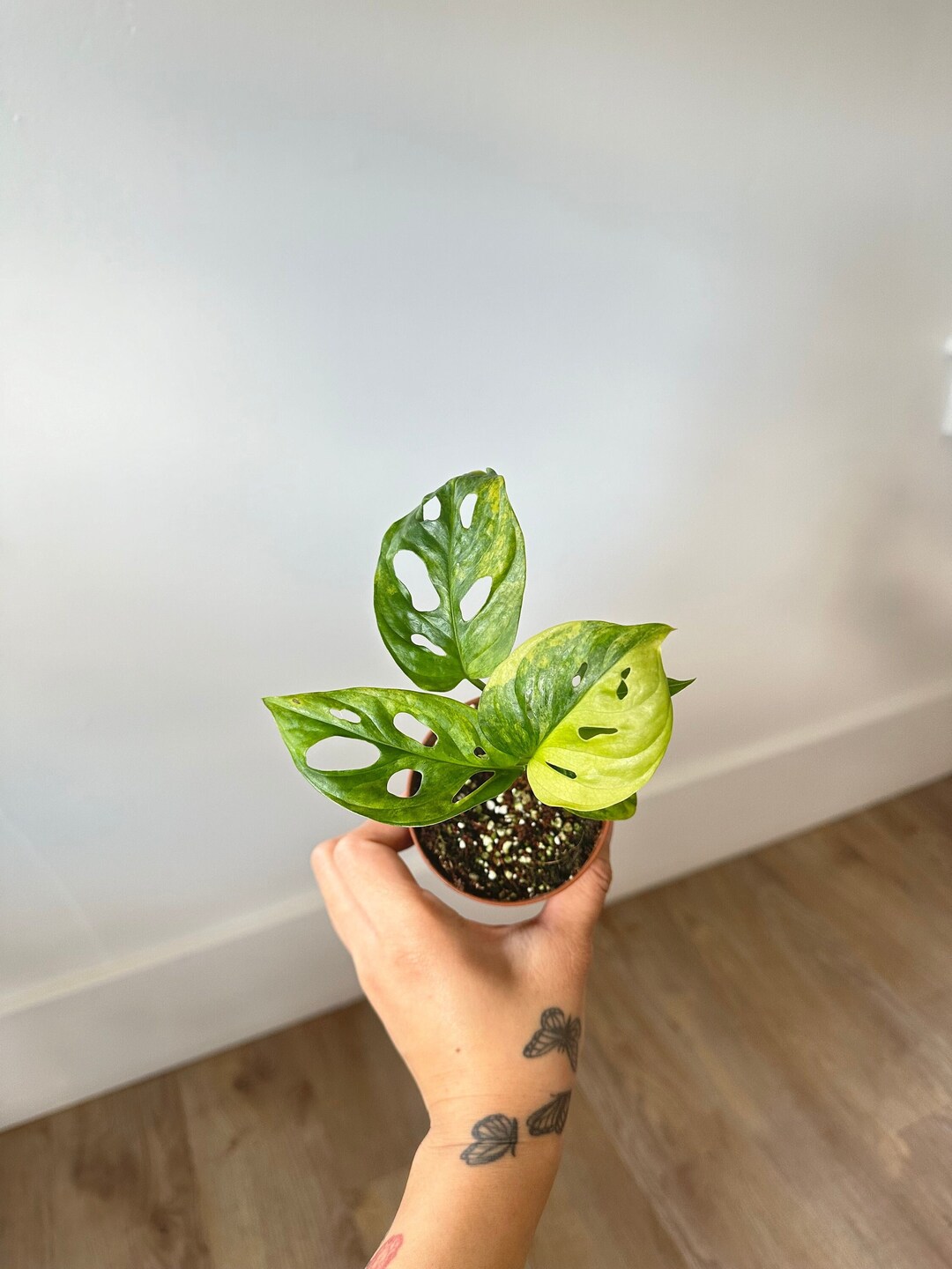 Adansonii Aurea Monstera 3 643 - Etsy