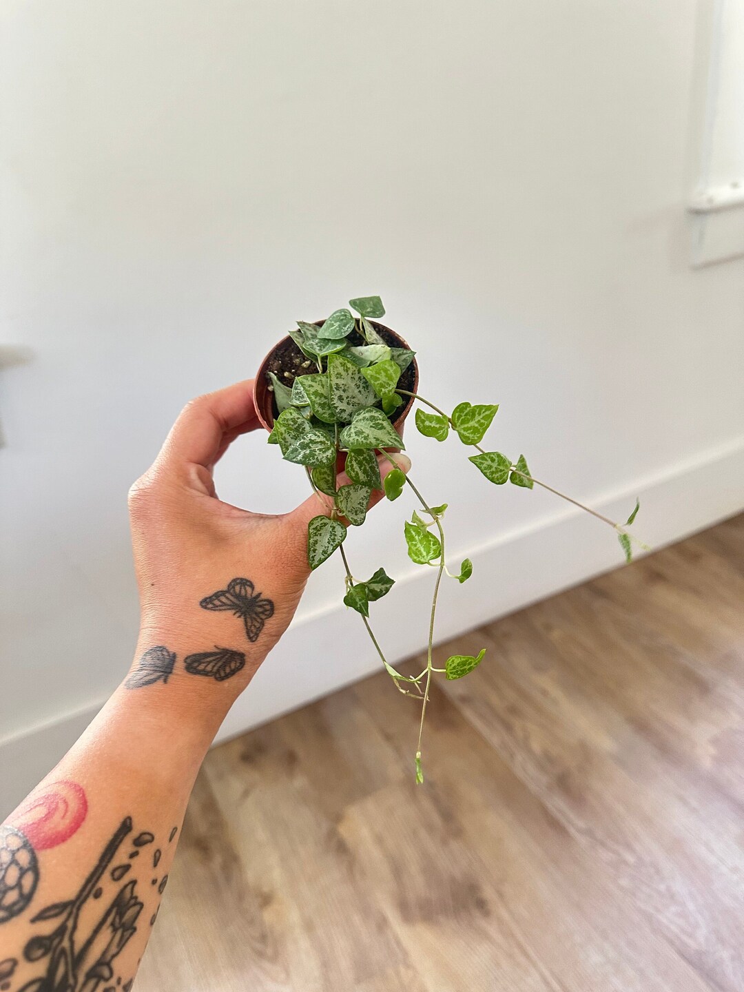 Ceropegia Woodii String of Spades 2 P138 - Etsy