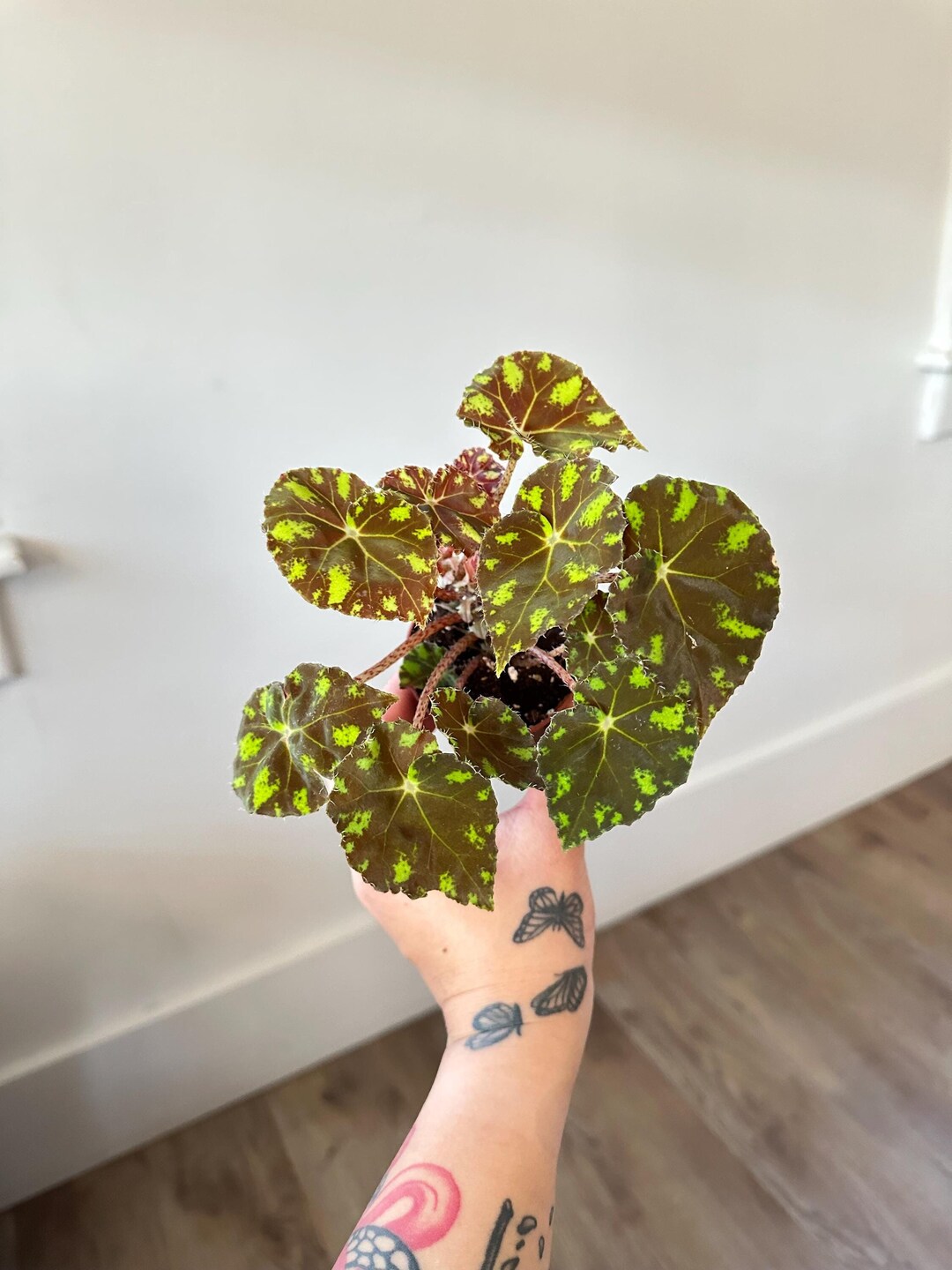 Begonia ‘neon Splash’ 2” #436 - Etsy