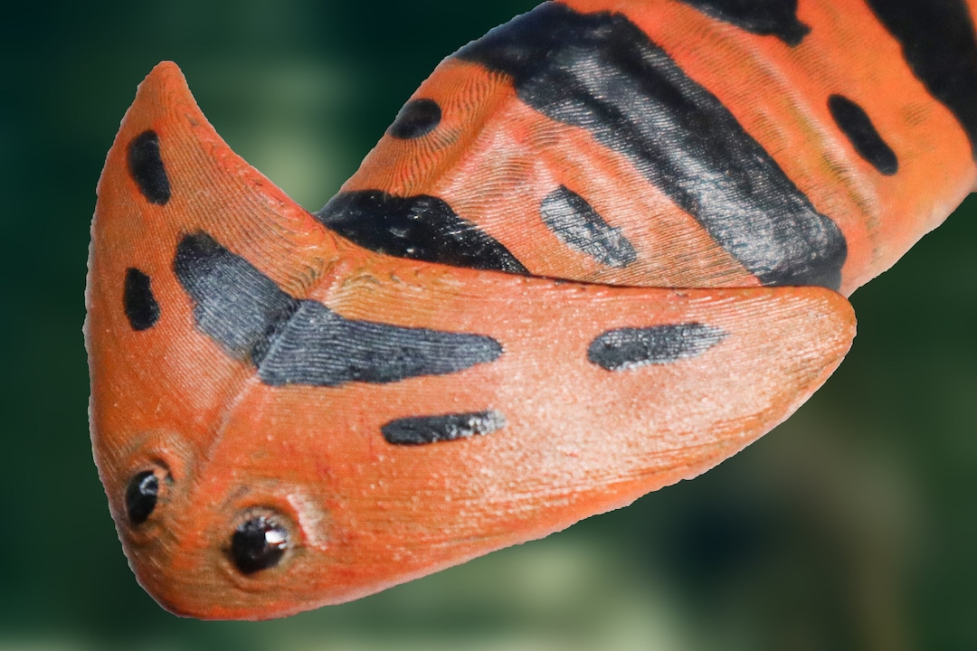 Diplocaulus Magnicornis pete 3D Printed Hand Painted Prehistoric ...