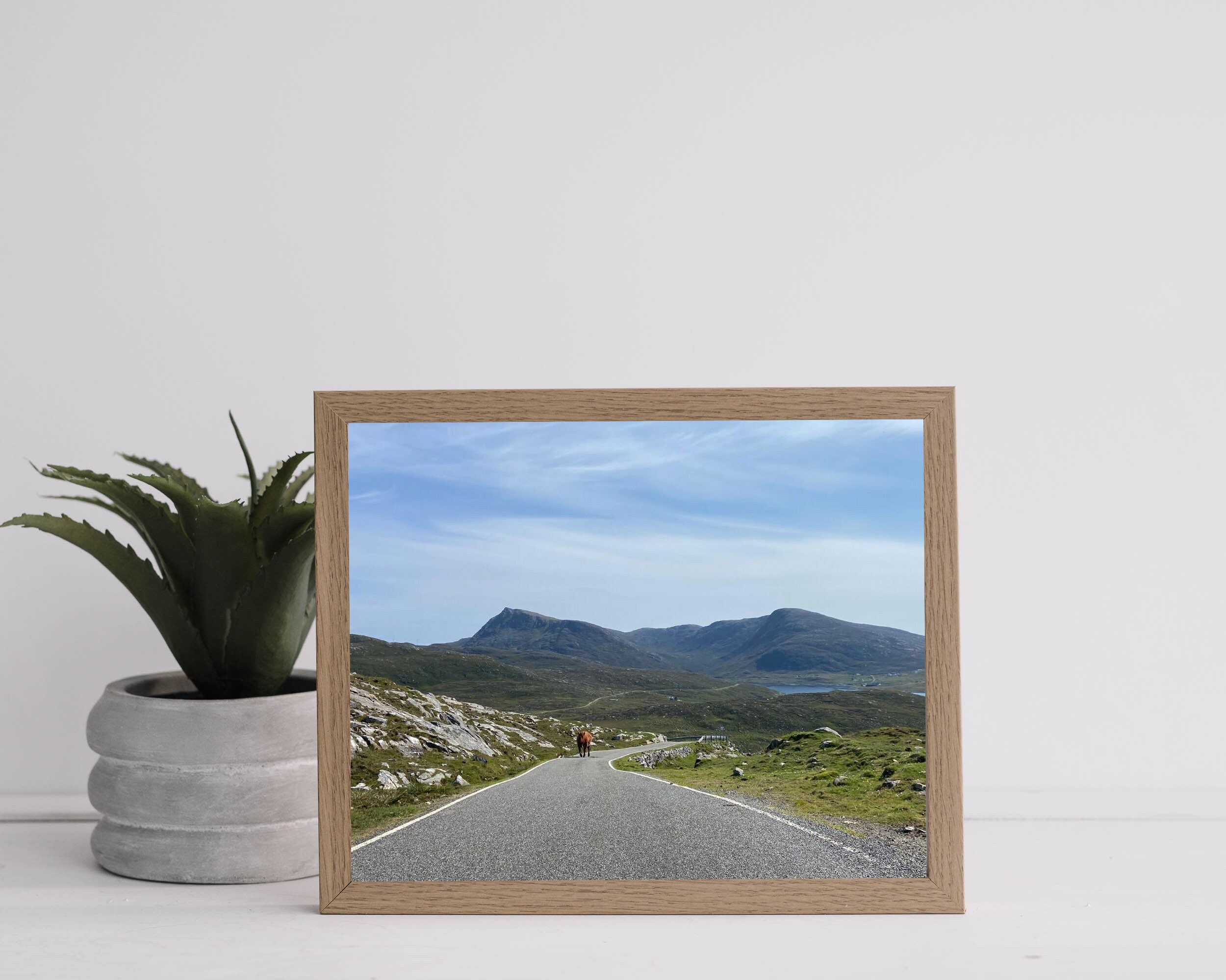 Harris Cow, Isle of Harris, Outer Hebrides, Scottish Photography ...