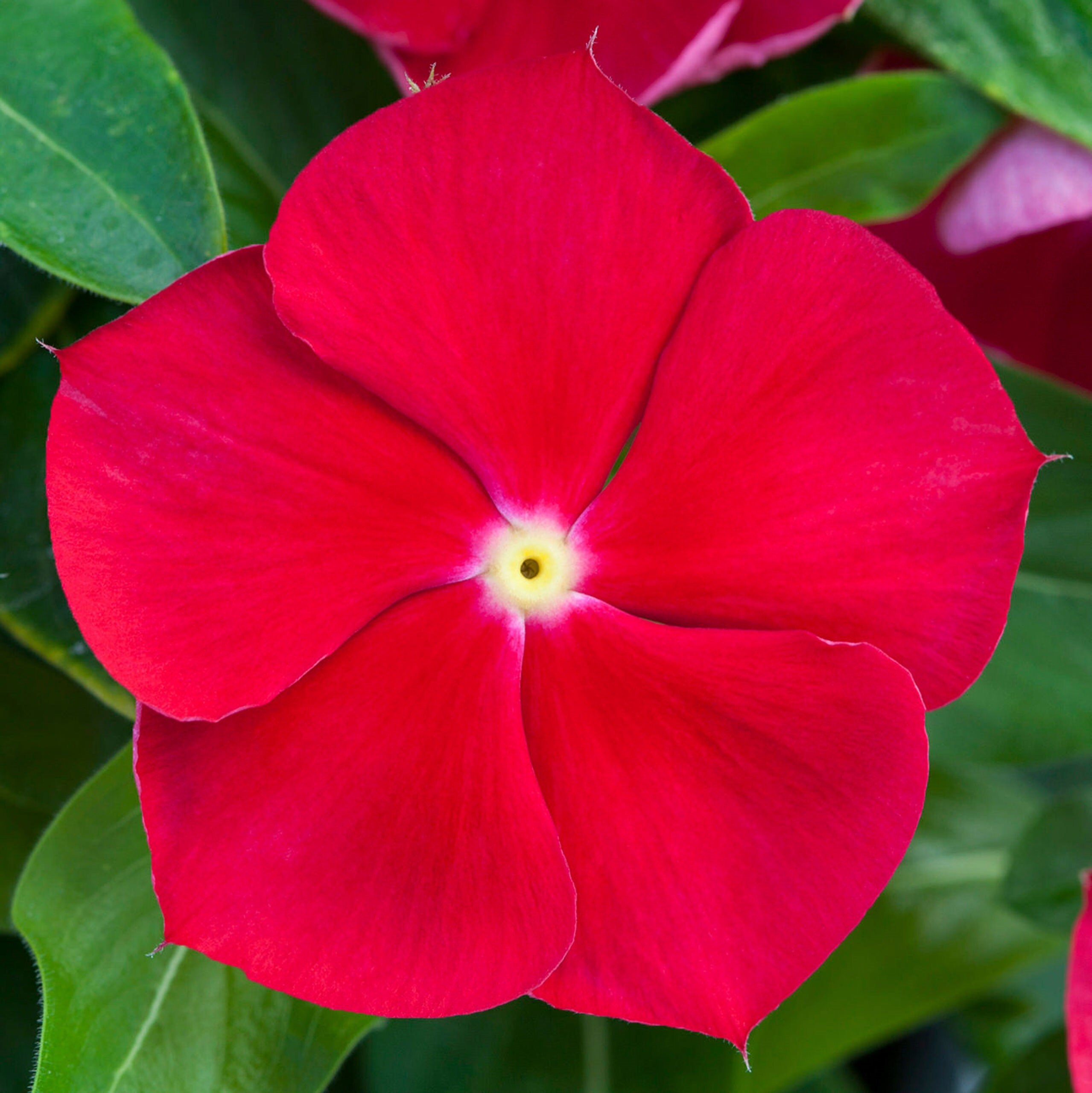 Outdoor & Gardening Vinca Seeds Vinca Blockbuster Crimson 100 thru 500 ...