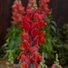 MPB4 Snapdragon Seeds Snapdragon Candy Tops White 50 Thru 500 Pelleted ...