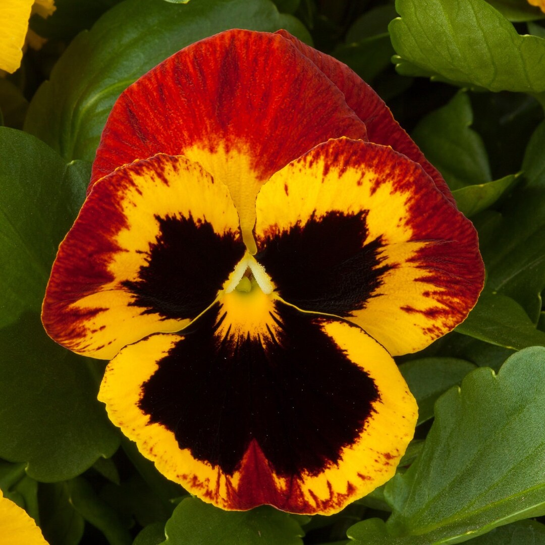 Pansy Seeds Pansy Majestic Giant II Fire 50 Thru 500 Seeds Viola Seeds ...