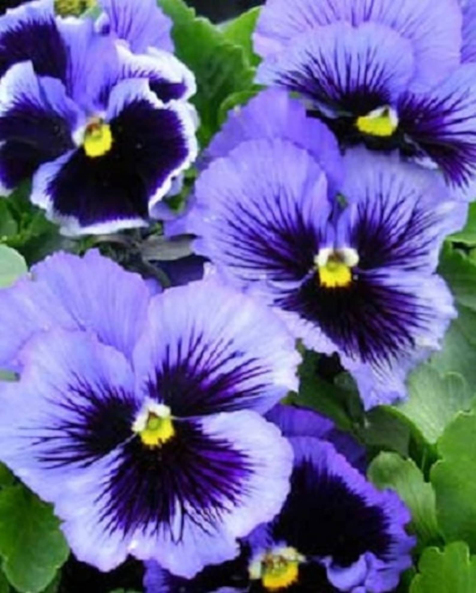 Frizzle Sizzle Blue Pansy Seeds 25 Thru 1,000 Seeds - Etsy