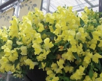 Privacy Asarina Joan Loraine/96 Climber/2 Deep Purple Trumpets/climbing ...