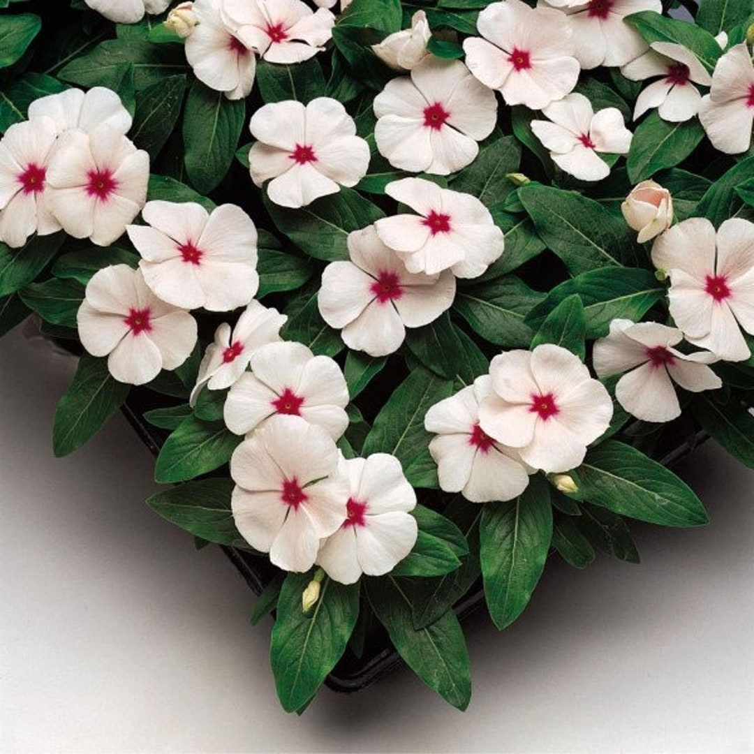 Vinca Seeds Vinca Sunstorm Apricot 100 Thru 500 Seeds Catharanthus ...