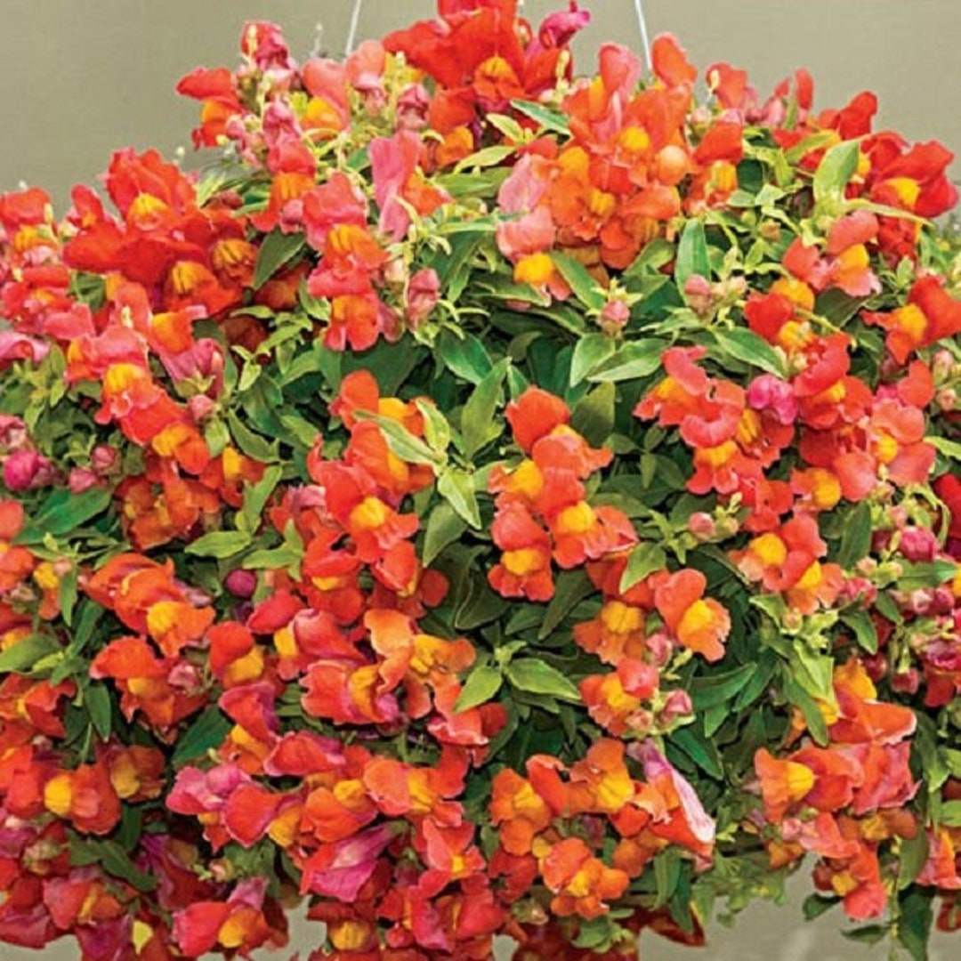 Trailing Snapdragon Candy Showers Orange 15 Thru 100 Multi Pelleted ...
