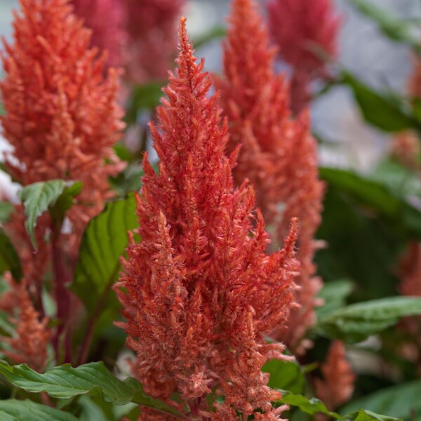 Celosia Seeds - Etsy