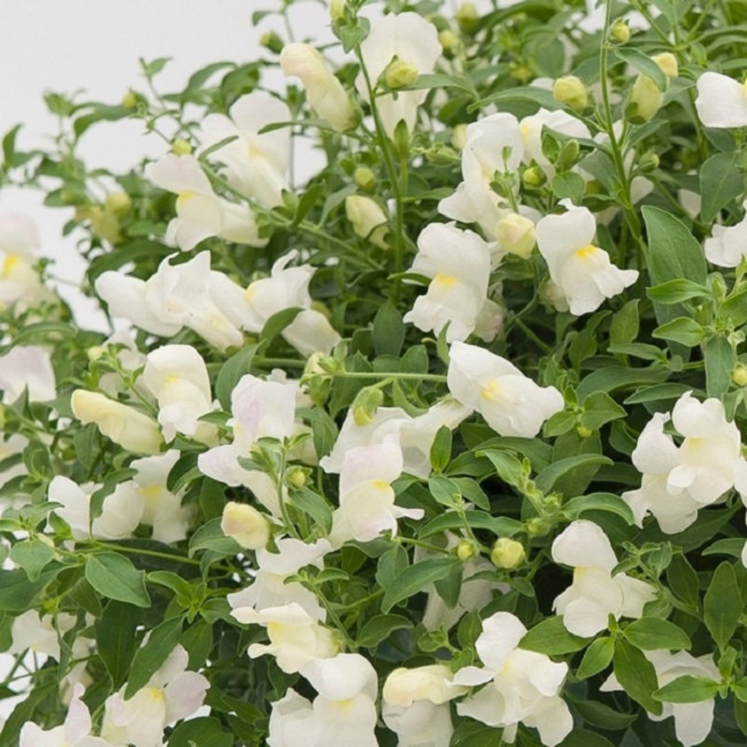 Trailing Snapdragon Seeds Candy Showers White 15 Thru 100 Multi ...