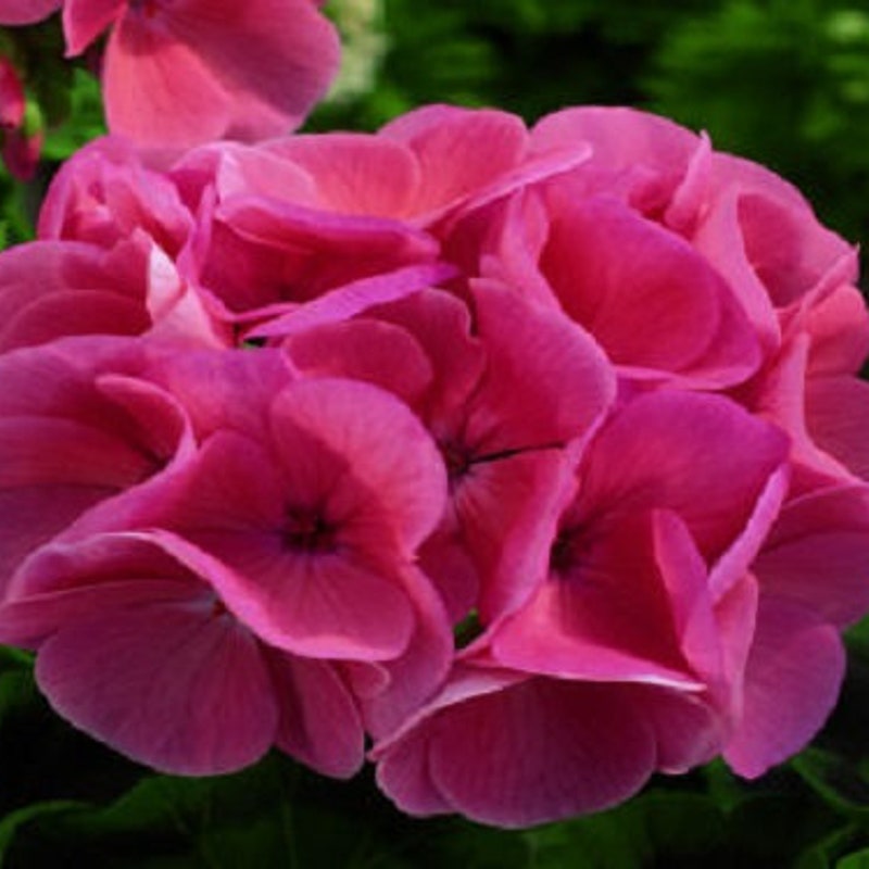 Maverick Violet Geranium Seeds Pack Of 12 Fresh Flower Seeds Maverick ...