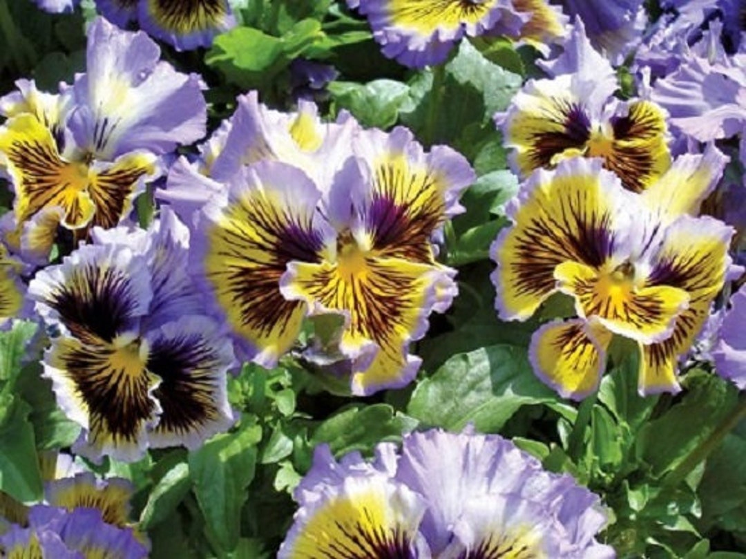 Frizzle Sizzle Yellow Blue Swirl Pansy Seeds 25 Thru 1,000 Seeds - Etsy