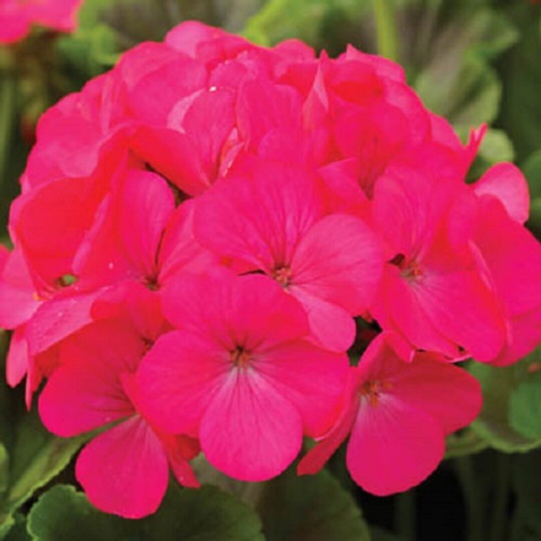 Geranium Maverick Rose Geranium Seeds 15 to 50 Seeds - Etsy
