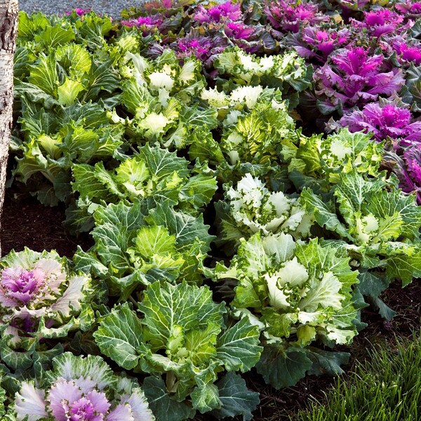 Flowering Kale - Etsy