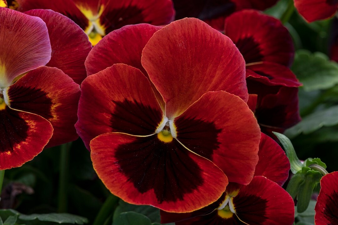 Pansy Seeds Pansy Spring Grandio Red Blotch 50 Thru 500 Seeds Spring ...