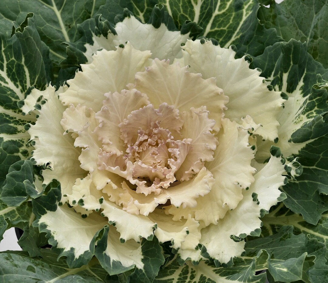 Flowering Kale Seeds Flowering Cabbage Osaka White 50 Thru 500 Seeds ...
