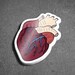 Anatomy Heart Sticker | CVICU | Anatomical Stickers | Human Heart ...
