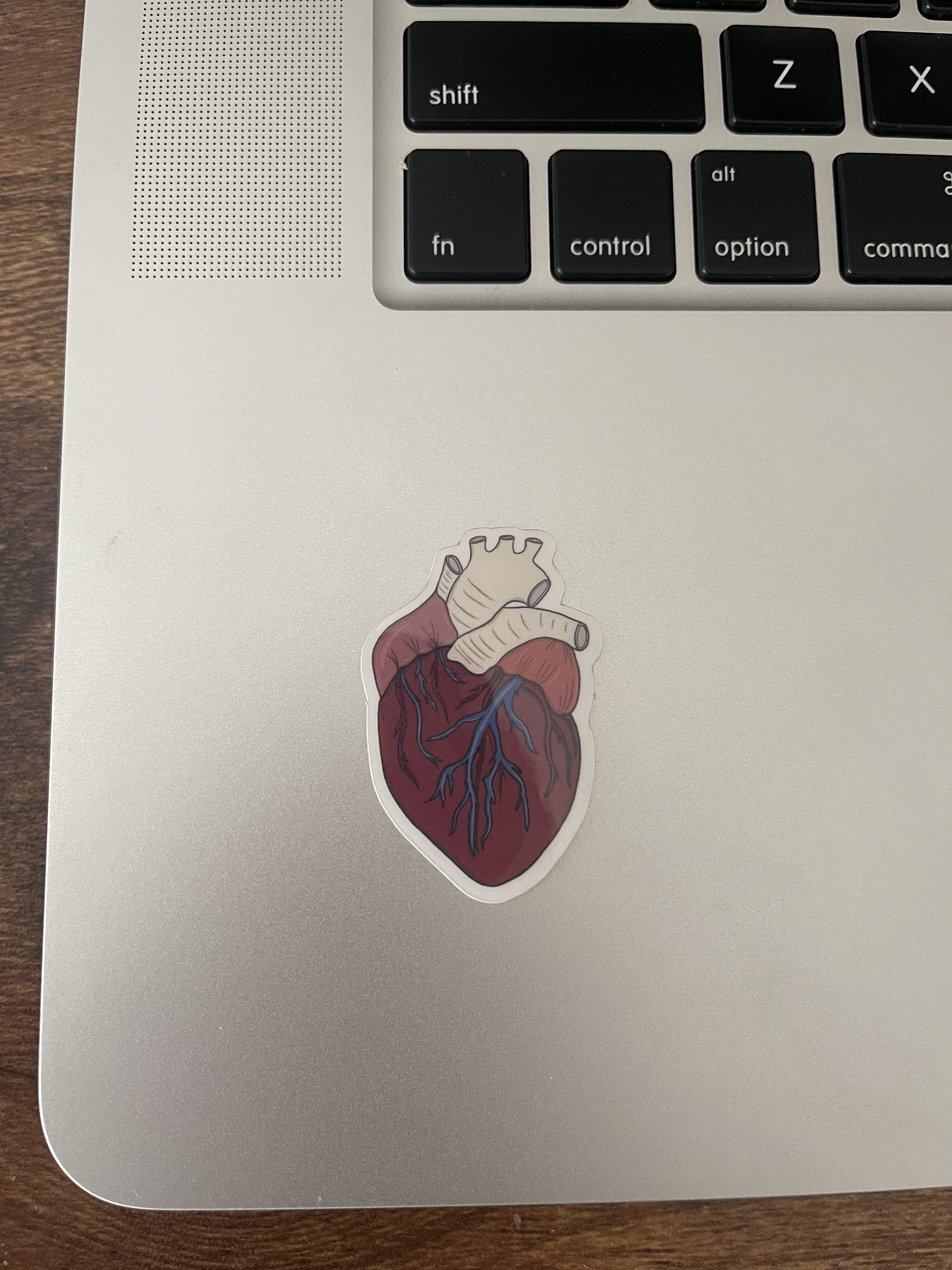 Hand Drawn Anatomy Heart Sticker | Weatherproof Medical Science - Etsy