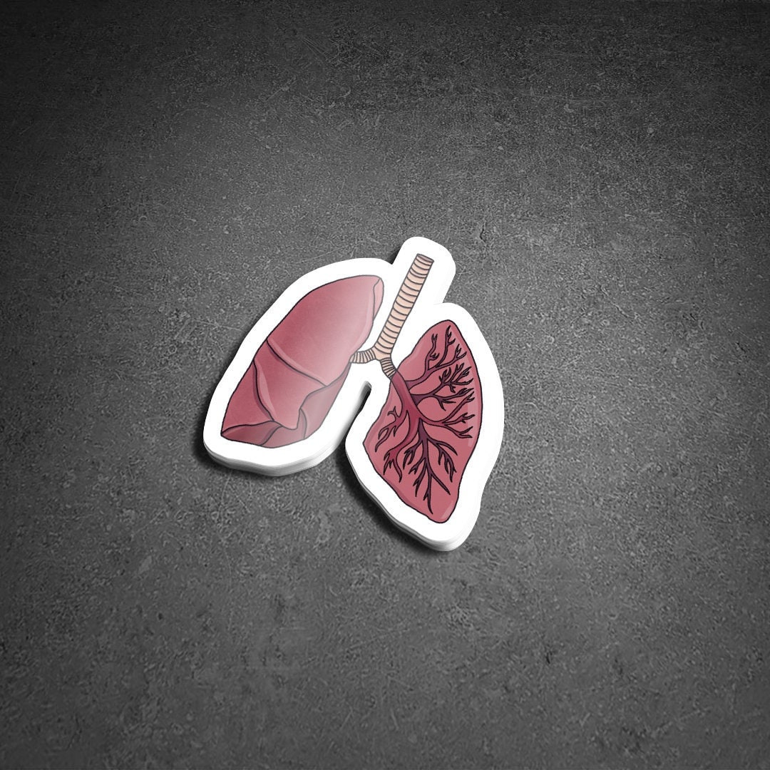 Anatomy Lungs Sticker | CVICU | Anatomical Stickers | Human Lung ...