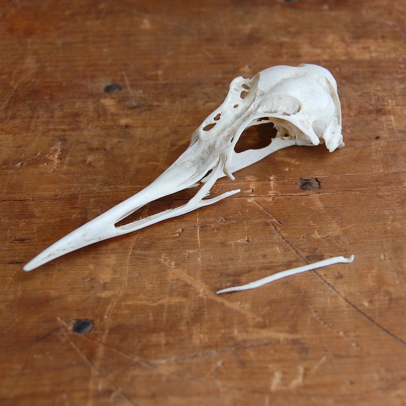 Bird Skull - Etsy