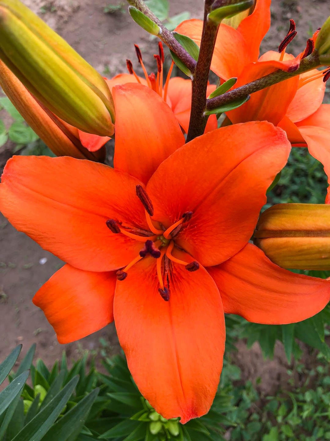 Orange Fresh Lily Bulbiferum 5 BULBS, Asiatic Lilium, Matisse Asiatic ...