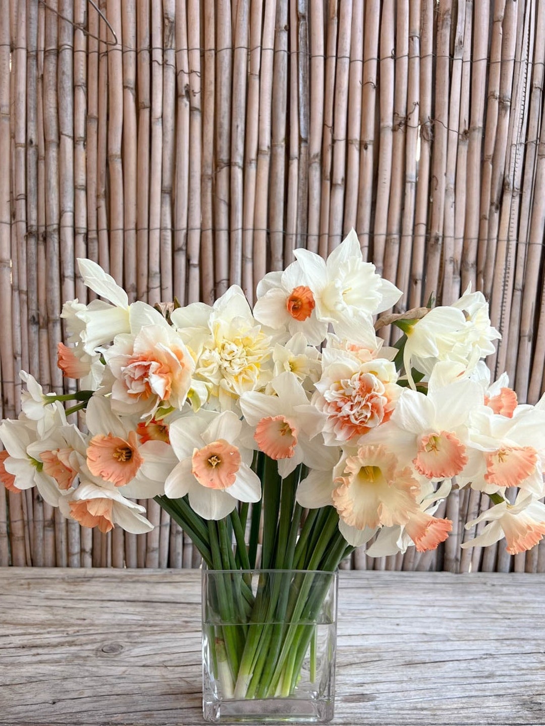 Pink Spring Narcissus Mix Bulb Garden - Easy to Grow - Floral Delight ...