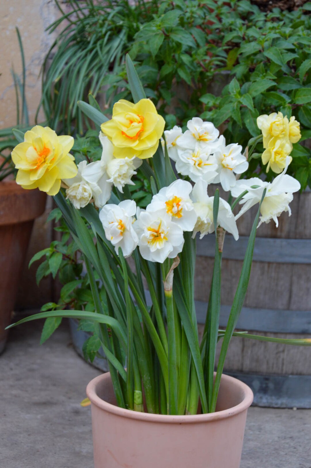 Narcissus Double Pack 6 Bulbs, Fragrance Daffodil Selection, Easy ...