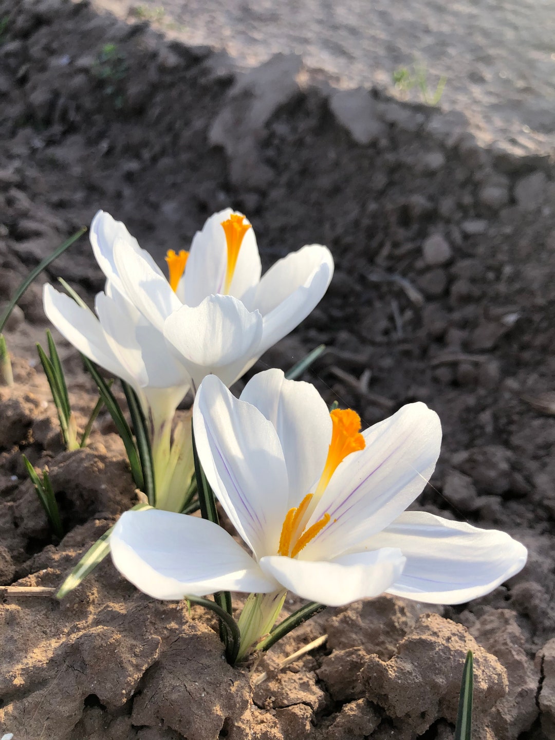 Buy Crocus Vernus 'joan of Arc' - Pure White Flower 6 BULB - Perennial ...
