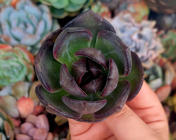 Echeveria Black Mink BRAND NEW HYBRID Rare Korean - Etsy