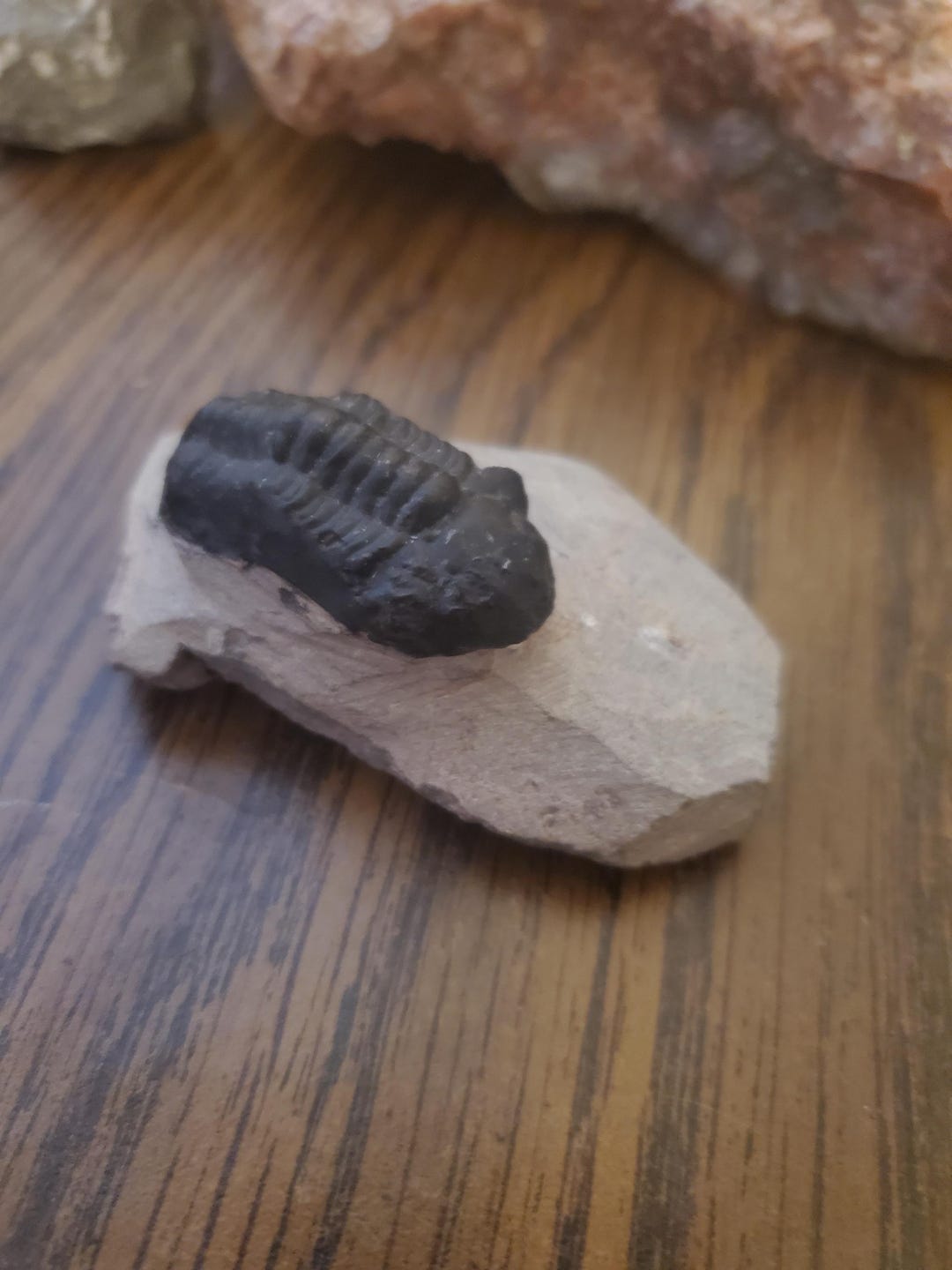 Small Trilobite Fossil Specimen: Ancient Fossil (1 Inch) - Etsy