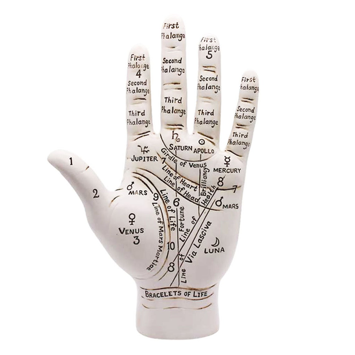 Large Palmistry Hand - Etsy