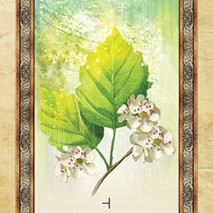 Celtic Tree Oracle Deck - Etsy