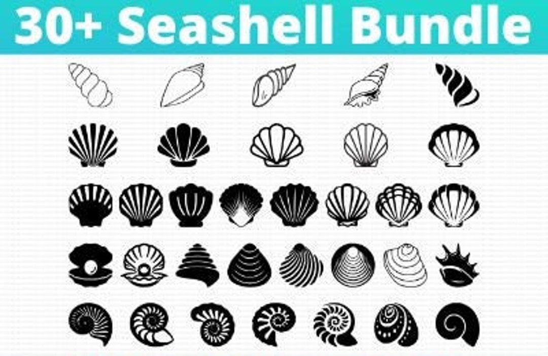 Seashell SVG / Seashells Svg / Seashell Svg File / Ocean Svg / Marine ...