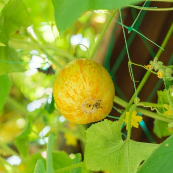 Lemon Cucumber - Etsy