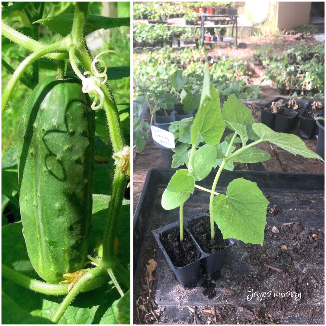 3 Cucumber Spacemaster Live Organic Plants - Etsy