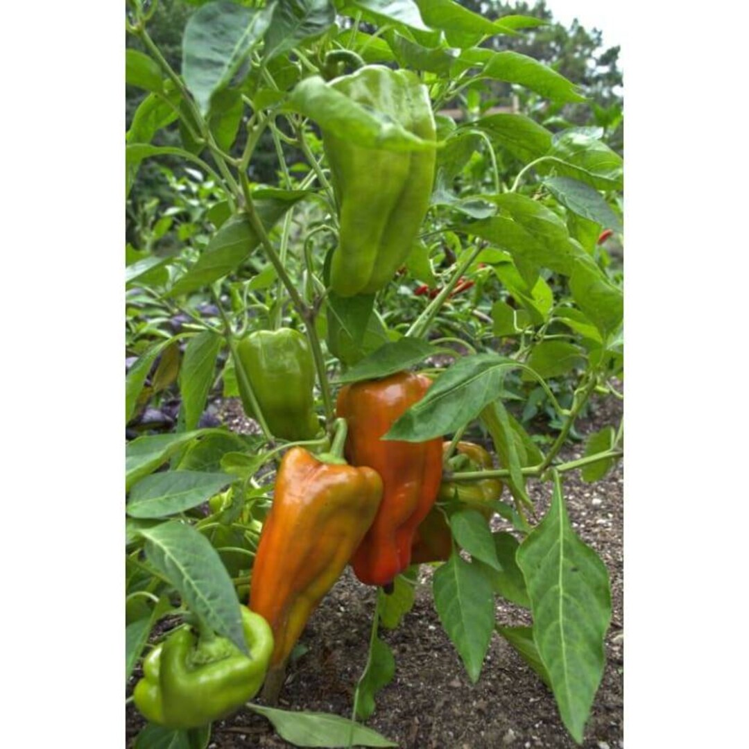 3 Cubanelle Pepper Live Organic Plants - Etsy